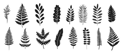 Premium Vector Fern Vector Illustration Wild Plant Leaves