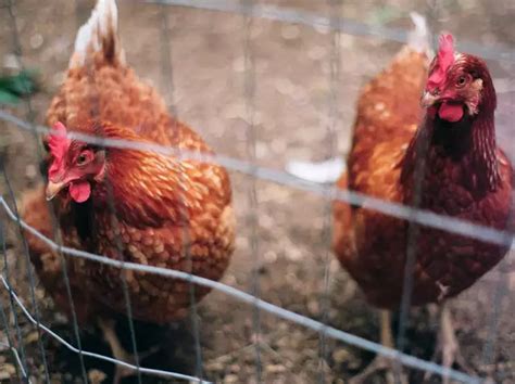 Chicken Sexer Business Insider India