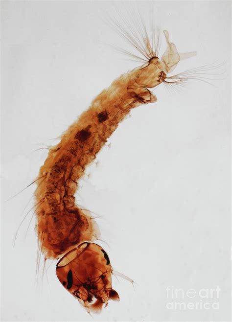 Anopheles Mosquito Larva Photograph By Steve Gschmeissnerscience Photo