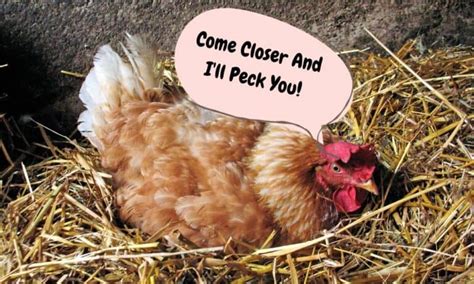 Pekin Ducks Male Or Female And How To Tell The Difference