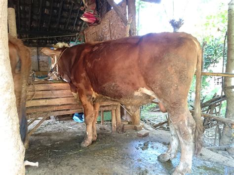 Gambar Sapi Simental Keren Joynim Farm