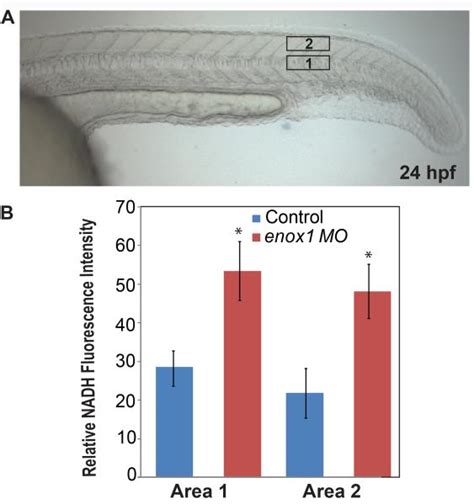 The Nadh Oxidase Enox1 A Critical Mediator Of Endothelial Cell