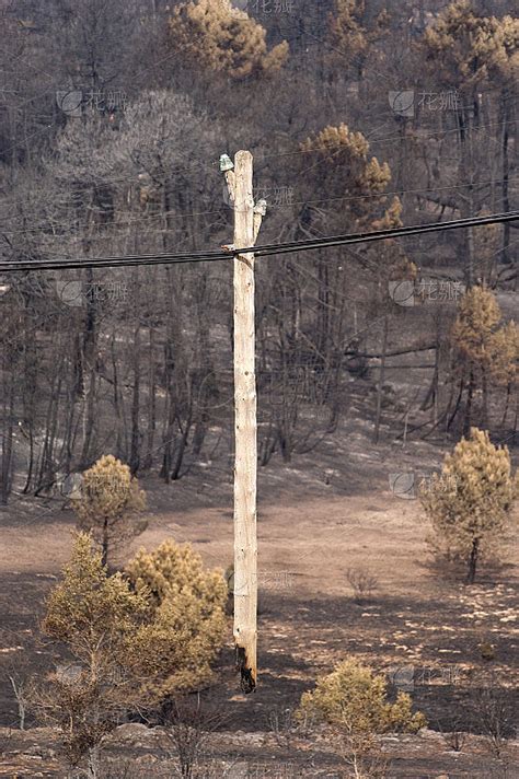 森林火灾，松树，瓜达拉哈拉