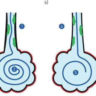 A Factors Influencing The Measurement Of Diffusing Capacity Of The Download Scientific Diagram