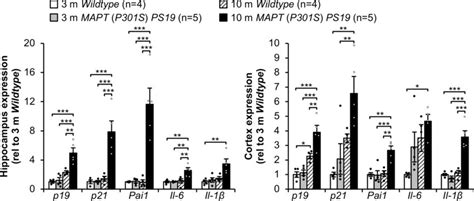 Senescent Cells Accumulate In Ps19 Mice Rtqpcr Analysis Of