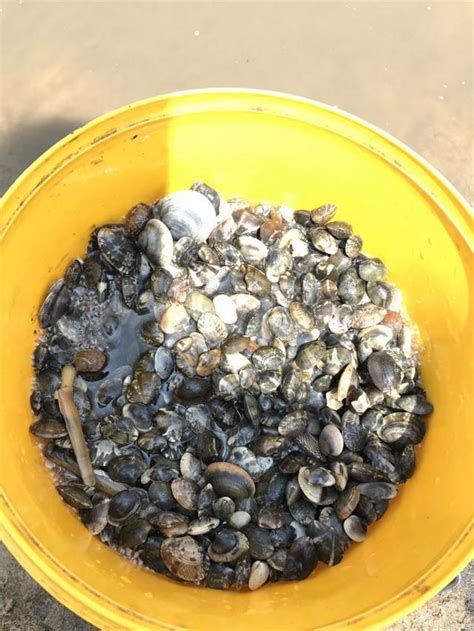 立秋了鮁魚圈的小夥伴趁著北風去趕海吧：仙人島老漁民的趕海心得 每日頭條