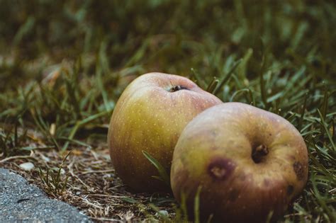 Durian Runtuh Alam Buah Kebun Foto Gratis Di Pixabay Pixabay