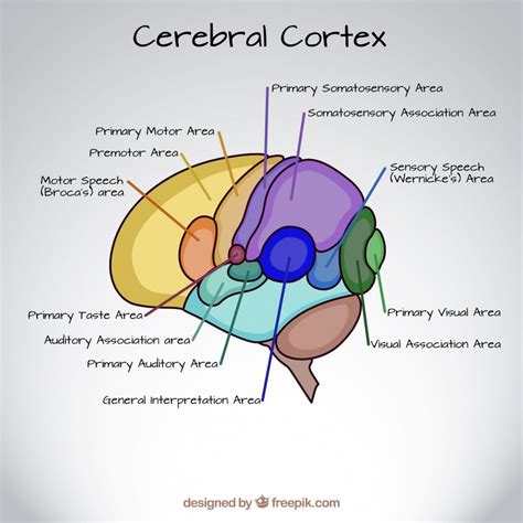 Science Is Examining Your Brain On Art Cerebral Cortex How To Draw