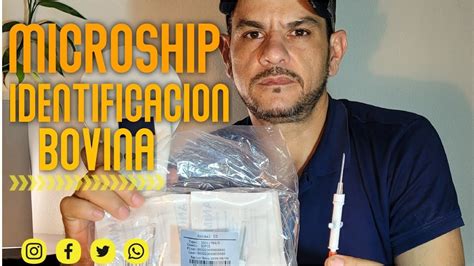 Uso De Microship En La Identificacion Bovina Youtube