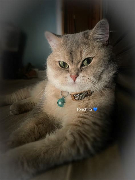 My Handsome Boi 🥰 Rbritishshorthair