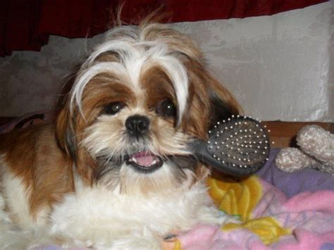 Can You Brush My Hair Please