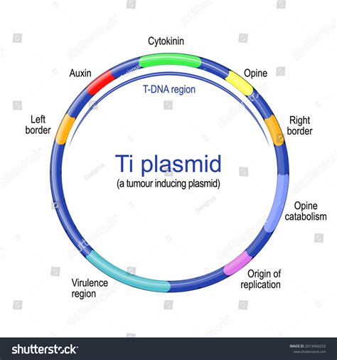 Plasmid Dna Map