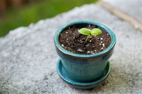 Tips For Growing Basil In Containers