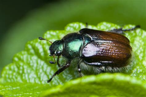 Lugeja KÜsib Kes On See Läikiv Putukas Kes Sööb Aias Lehed Auklikuks Maakodu