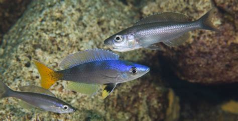 The Dichotomy In The Diversity Of Vertebrate Sex Chromosome Systems