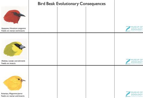 Bird Beaks And Evolution Museum Of Zoology Blog