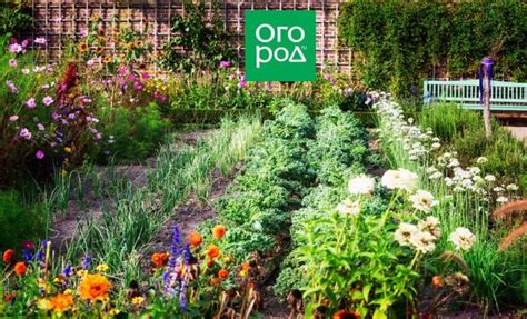 5 цветов которые обязательно должны быть на вашем участке