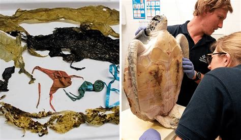 How Smart Tech Is Aiding Turtle Conservation Tfg Media