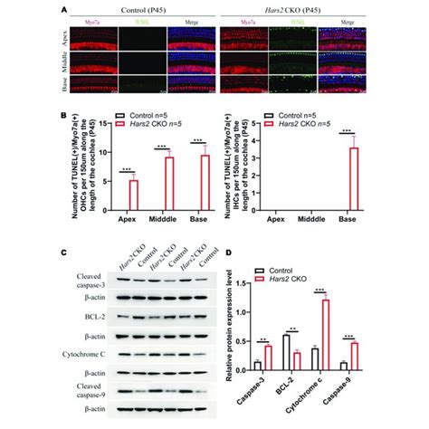 Apoptosis Analysis By Tunel And Western Blot In The Cochleae Of The
