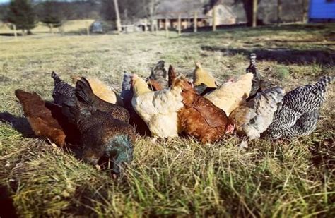 Rainbow Assorted Pullets Bargain Specials Cackle Hatchery®