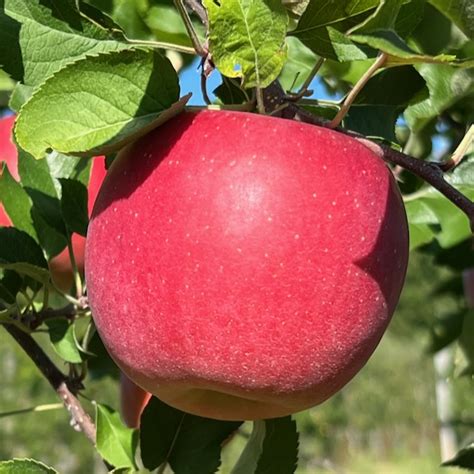 2024 Apple Maturity Report Center For Agriculture Food And The