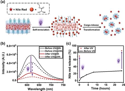Self‐assembly Of Rod‐coil Bottlebrush Copolymers Into Degradable Nanodiscs With A Uv‐triggered