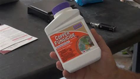 10 Best Fungicide For Powdery Mildew 2023 Application Guide