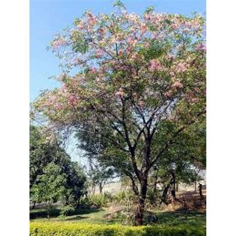 Cassia Javanica Seeds At Rs 2600 Kg Cassia Tora Seeds In Dehradun