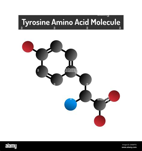 Tyrosine Amino Acid Molecule Structure Functions And Role In