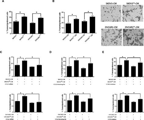 Involvement Of The Ccl2 Ccr2 Axis In Oc Tr Cm Induced Macrophage
