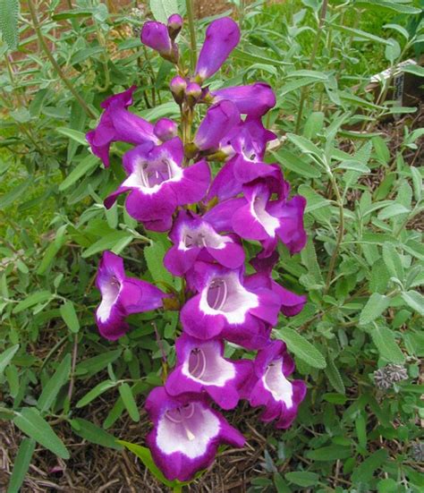 Penstemon Purple Passion