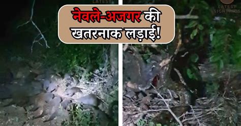 20 नेवलों से घिर गया अजगर बचने की करने लगा कोशिश पर झुंड ने जो हाल किया वो देख रूह कांप जाएगी