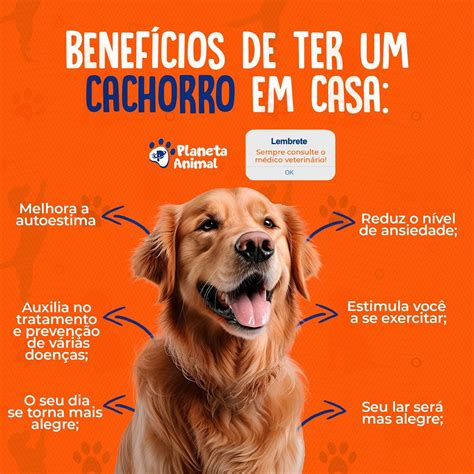 Benefícios De Se Ter Um Cachorro Em Casa Planeta Animal