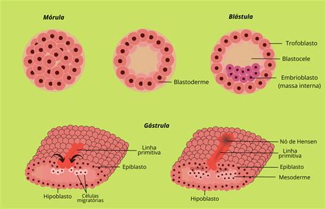 Células Tronco Atlas Interativo De Biologia Celular