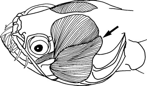 Adductor Mandibulae Muscles In Blih 1995033 148 Mm Sl Arrow Points