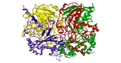 Oxidoreductase An Enzyme That Catalyzes The Transfer Of Electrons