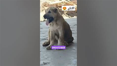 دوستانی ک توله الابای سفید یک دست میخاستن موجوده برای رزرو تماس بگیرید