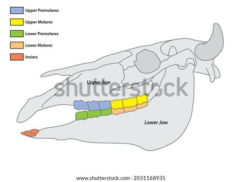 174 Cattle Dental Royalty Free Photos And Stock Images Shutterstock