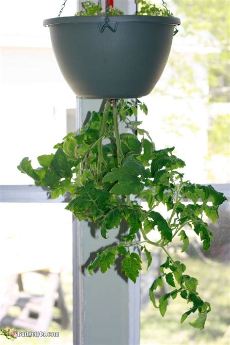 Myo Upside Down Tomato Planter