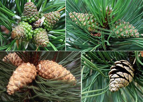 Pinus Nigra Landscape Plants Oregon State University