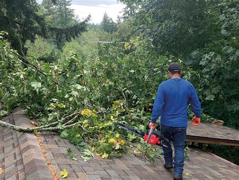 Gallery Tree Removal Carrillos Landscaping Bellingham Wa