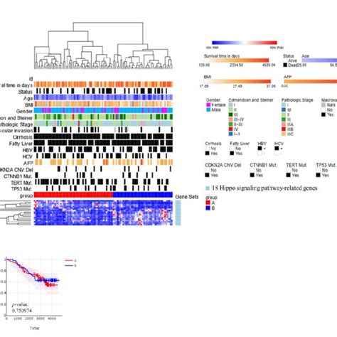 Molecular Classification Of Hcc Data From The Cancer Genome Atlas Download Scientific Diagram