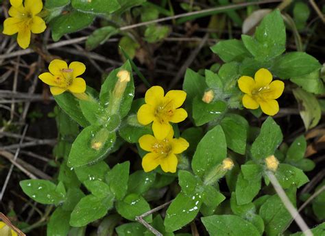 Erythranthe Moschata Flora Of Eastern Washington And Adjacent Idaho