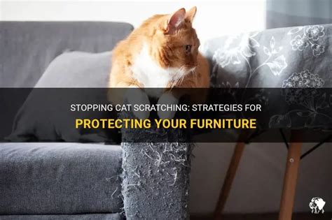 Stopping Cat Scratching Strategies For Protecting Your Furniture PetShun