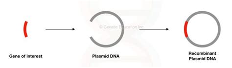Plasmid Dna Structure Function Isolation And Applications