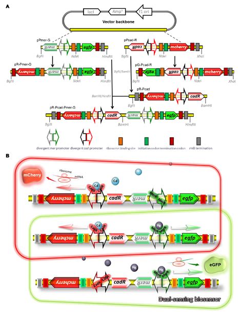 Figure 1 From Differential Detection Of Bioavailable Mercury And Cadmium Based On A Robust Dual