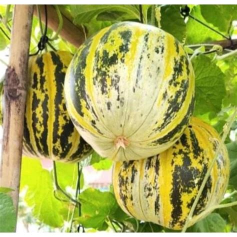 HẠt GiỐng DƯa BỞ