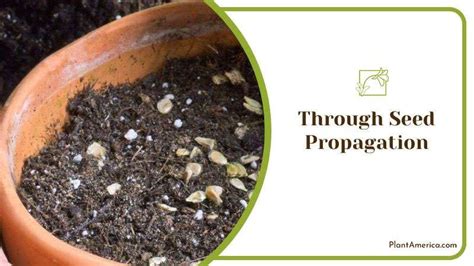 Anthurium Magnificum Plant Care Guide All You Need To Know About The