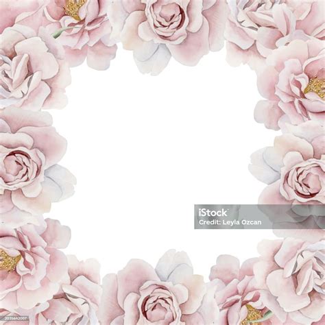 ピンクのローズヒップの花のフレームビクトリア朝様式のバラ花の水彩イラスト イヌバラのベクターアート素材や画像を多数ご用意 イヌバラ