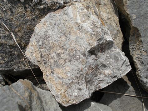 Coral Uk Fossil Collecting